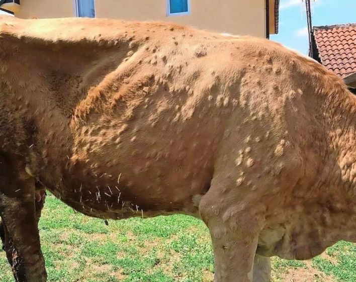 Wachsam auf Lumpy-Skin-Krankheit sein und Tiere gut beobachten